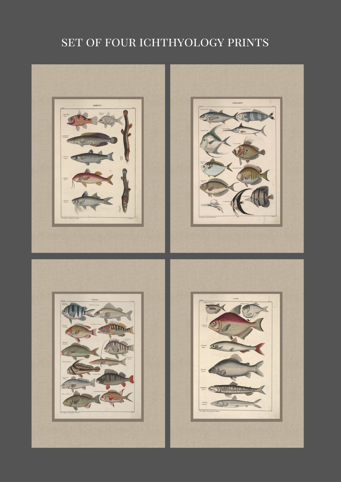 Musée No: SET.172 SET OF FOUR ICHTHYOLOGY PRINTS - Musee Home
