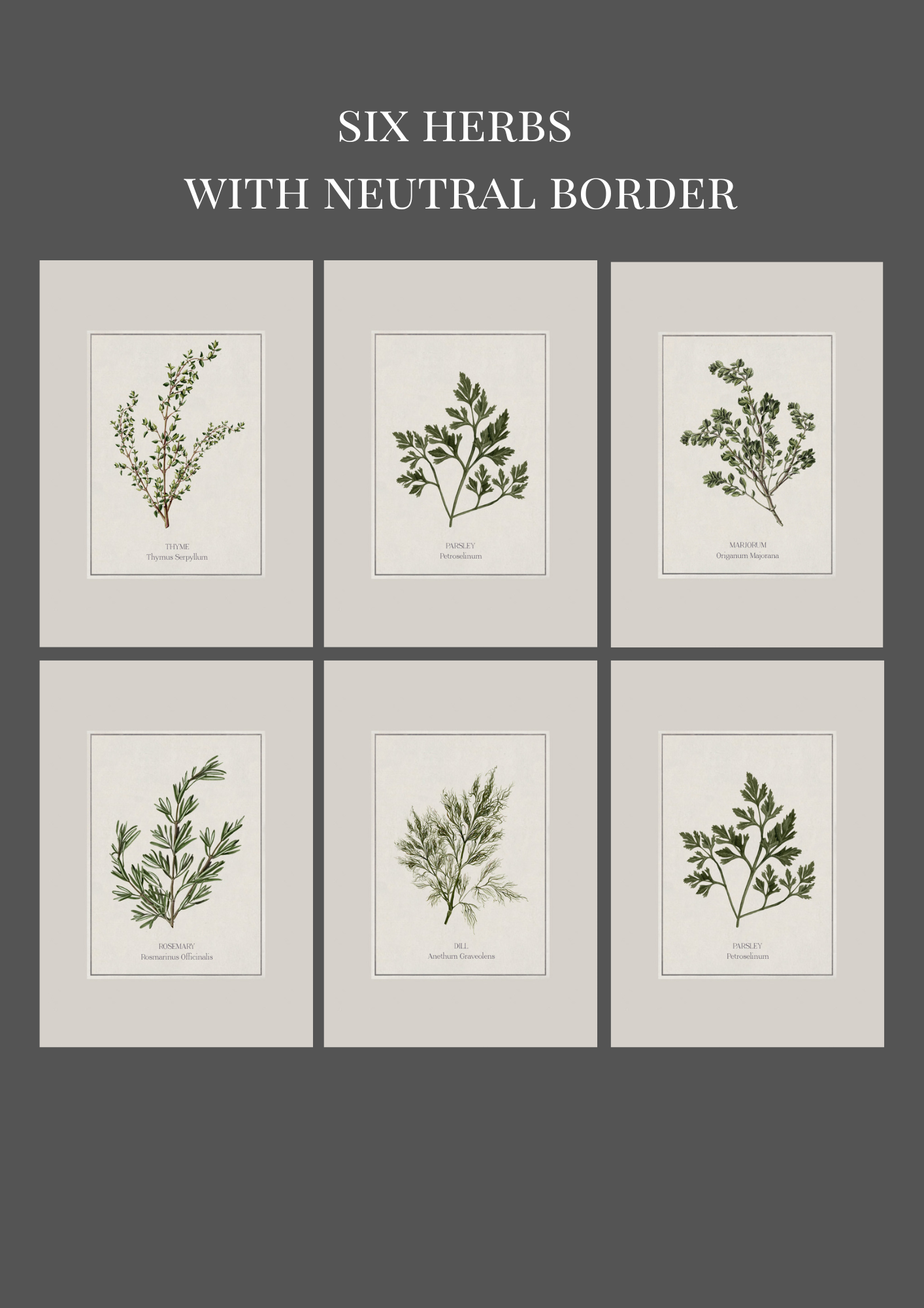 Musée No: SET.157 - Set of Six Herbs with Neutral Border - Musee Home